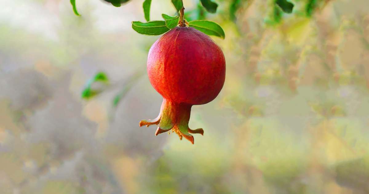 Геморой зовнішній | Блог проктолога Постоленко М.Д.